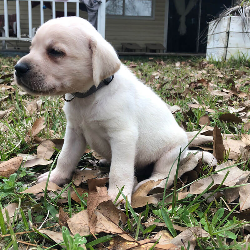 Pups for Sale - Cross G Farms - Labrador Retrievers - Texas