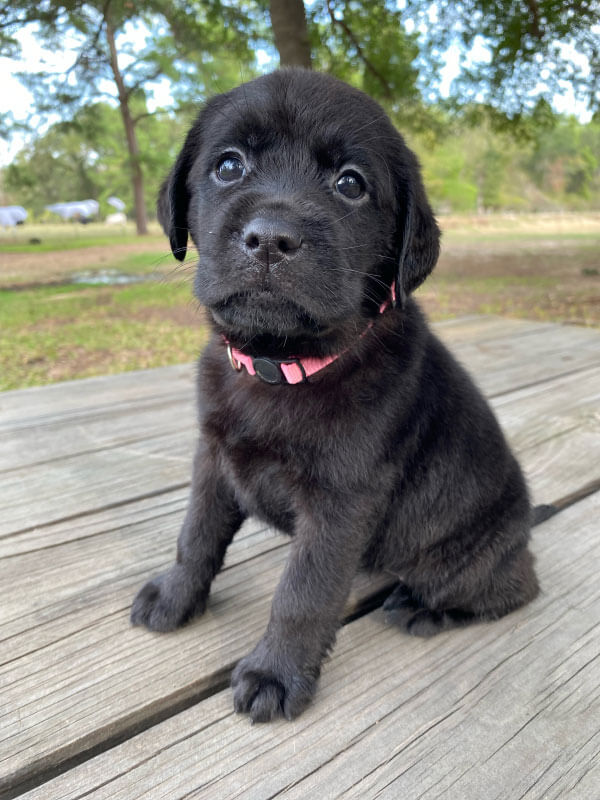 Pups for Sale - Cross G Farms - Labrador Retrievers - Texas