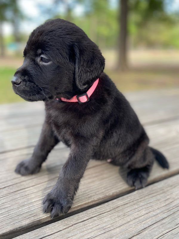 Pups for Sale - Cross G Farms - Labrador Retrievers - Texas