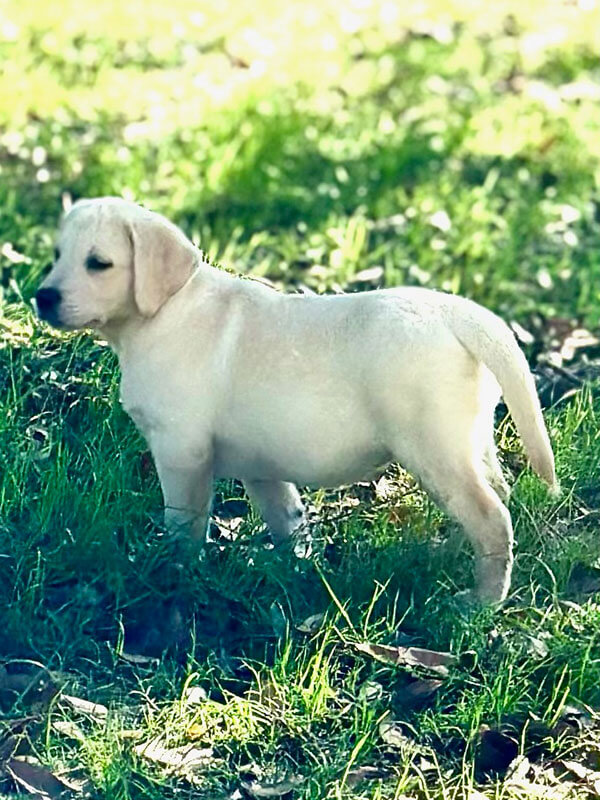 Pups for Sale - Cross G Farms - Labrador Retrievers - Texas
