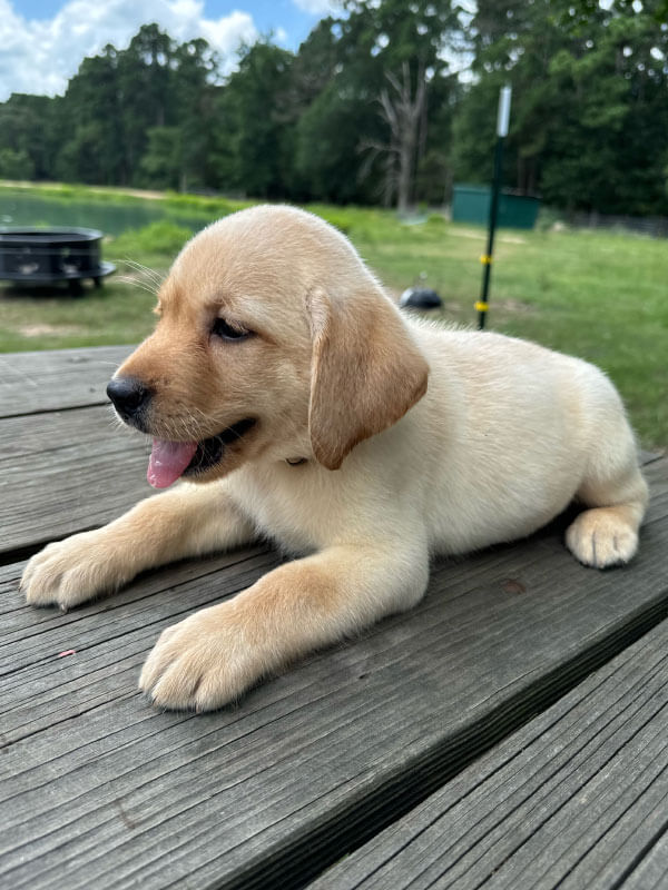 Pups for Sale - Cross G Farms - Labrador Retrievers - Texas