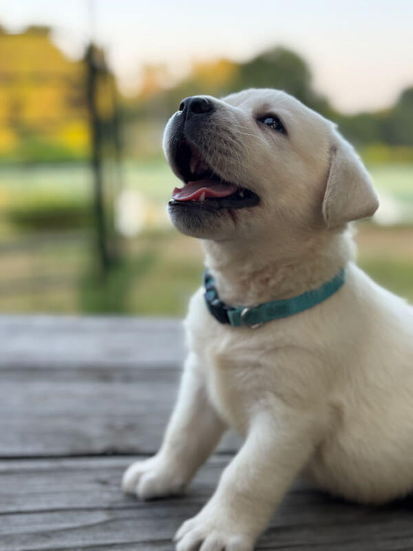 Pups for Sale - Cross G Farms - Labrador Retrievers - Texas